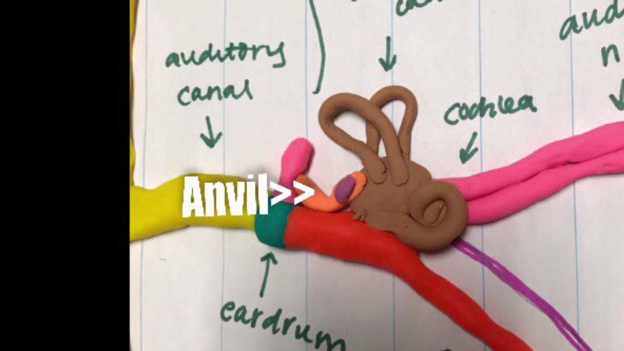 Play-Doh Ears - YouTube