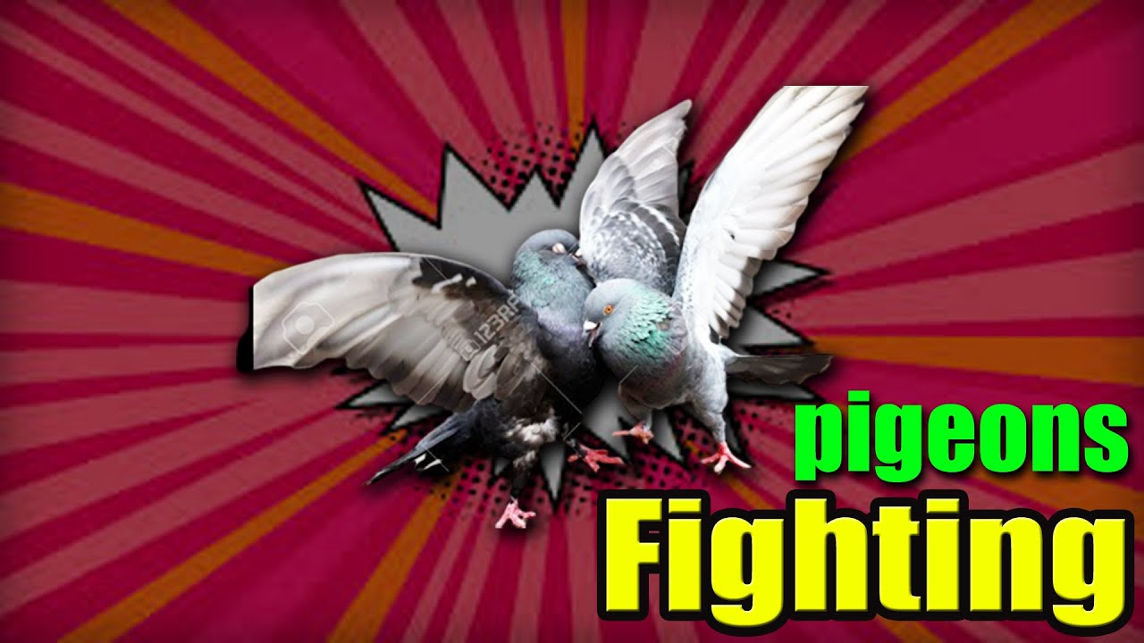 Pigeons Fighting || Stylish pigeons || #pigeon #kabootar #reels #video ...