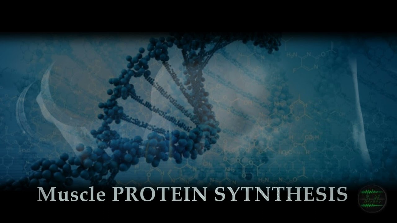 MUSCLE PROTEIN SYNTHESIS (MPS) | Enhanced Anabolic Processes | Binaural ...