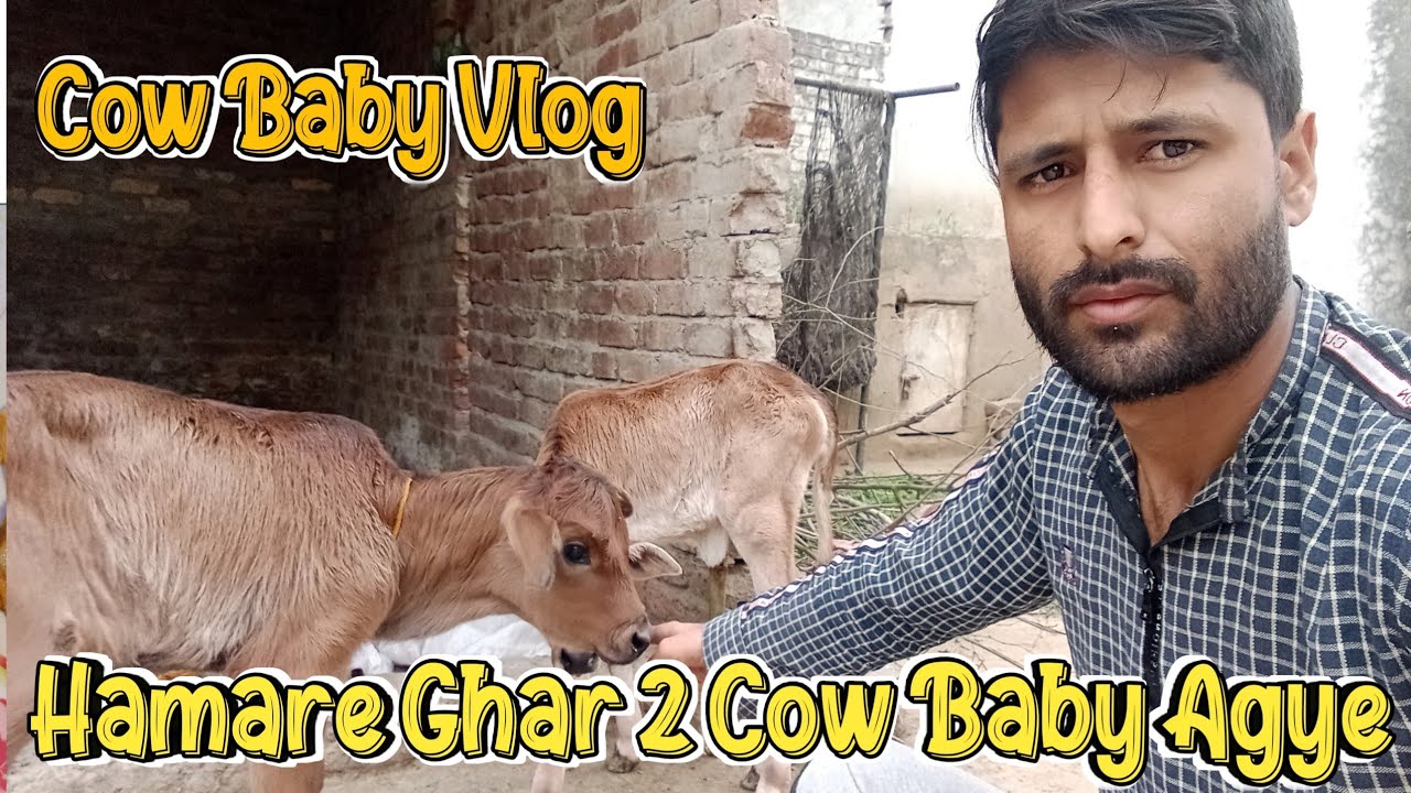 Hamare Ghar 2 Cow Baby Agye Zahid Bhai Official - YouTube