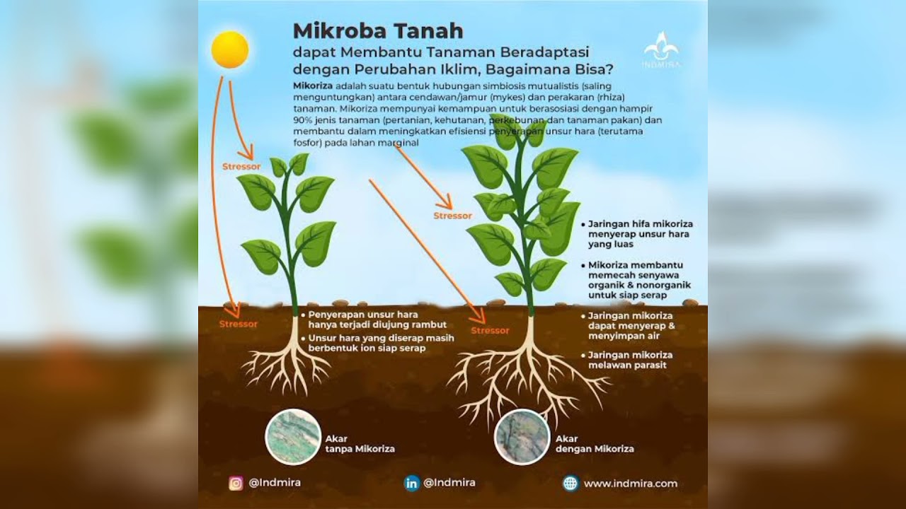 Daur Nitrogen Dengan Bantuan Mikoriza Yang Diaplikasikan Pada Tanah ...