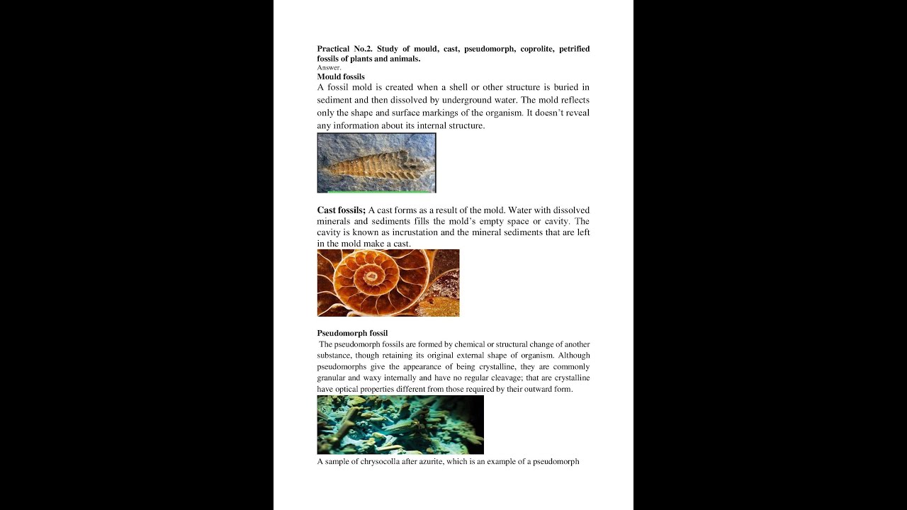 Practical 2. Study of mould, cast, pseudomorph, coprolite, petrified ...