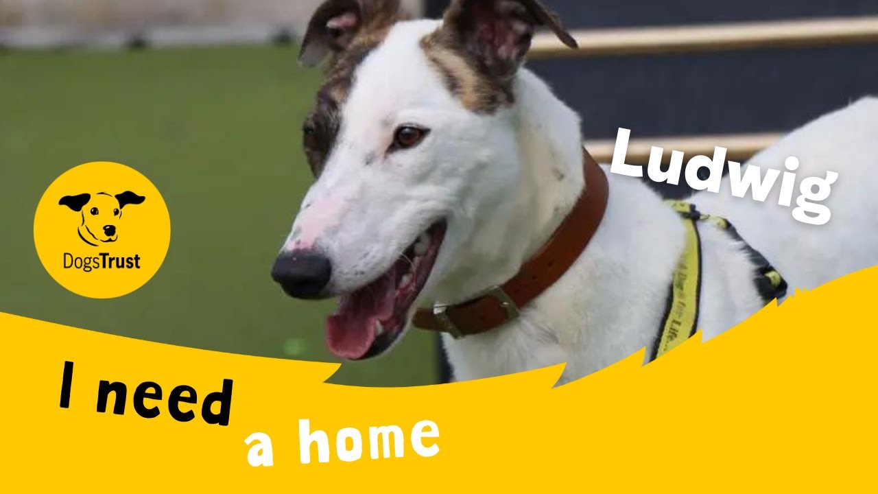 Ludwig the lovely Lurcher | Dogs Trust Evesham - YouTube