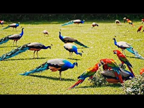 peacock bird, the indian peafowl, most clear sounds 4k different videos & mor peacock dance