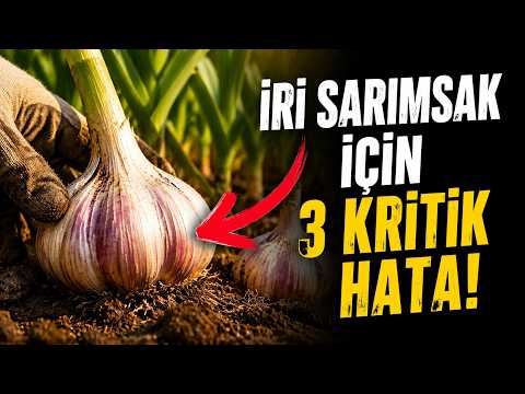 İri Sarımsakların Sırrı: Asla Yapmamanız Gereken Üç Kritik Hata!