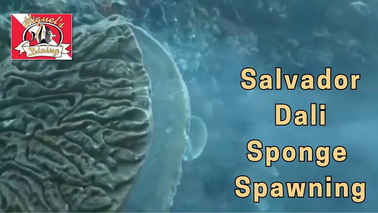 Rare video of Salvador Dali Sponge spawning in Gorontalo | Scuba Diving ...