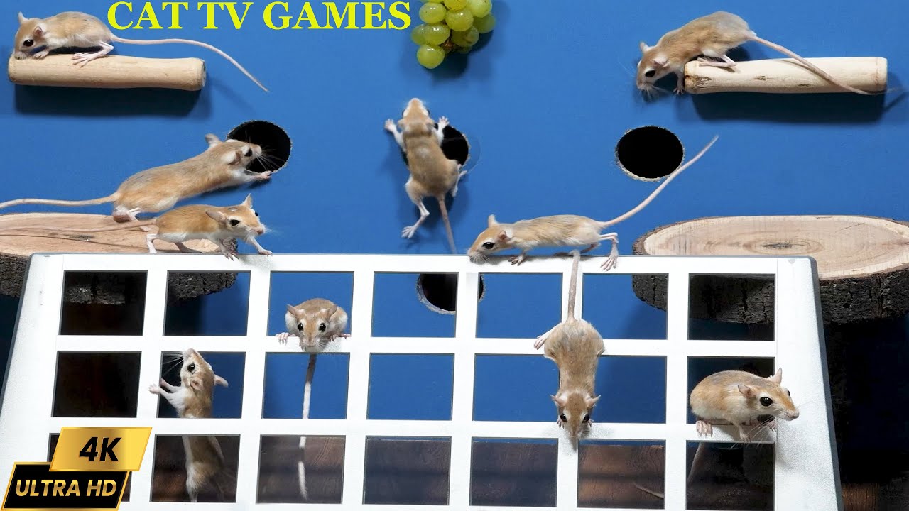 Cat TV – Real Mice Running, Hiding & Jumping! 🐭 Perfect Hunting Fun” 4k ...