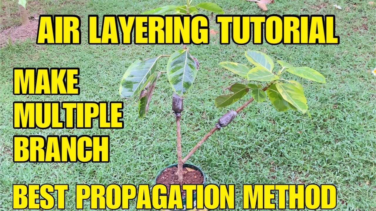 How to Propagate a Rubber Tree Lemon Lime | Air Layering Tutorial - YouTube