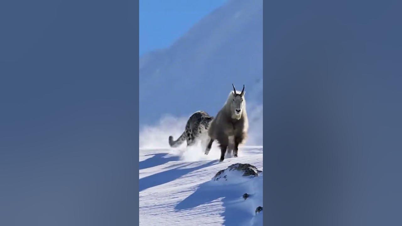 Snow Leopard Sprints Past a Mountain Goat - YouTube