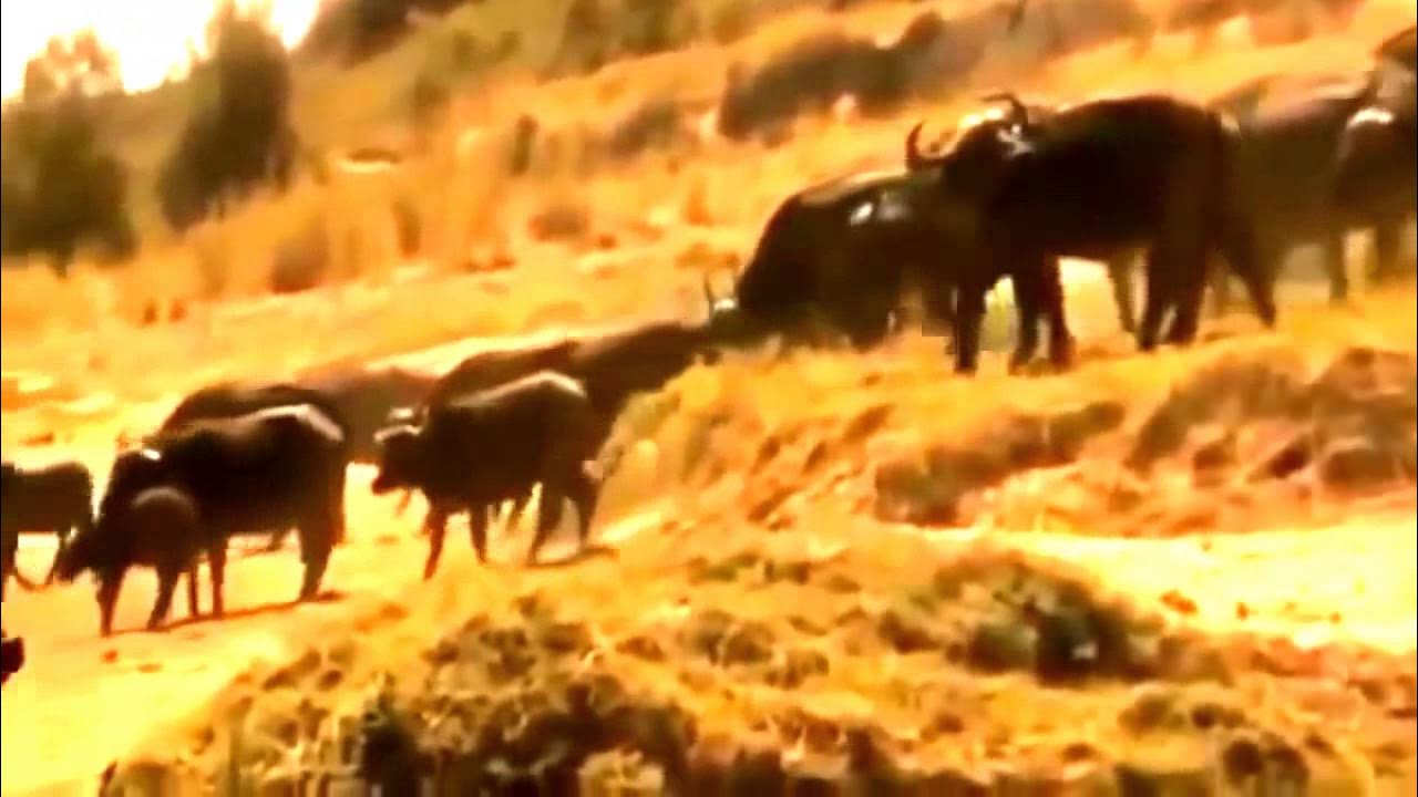 "LEONES" Salvajes Cazando Búfalos | Documentales de Animales Salvajes en Español - YouTube