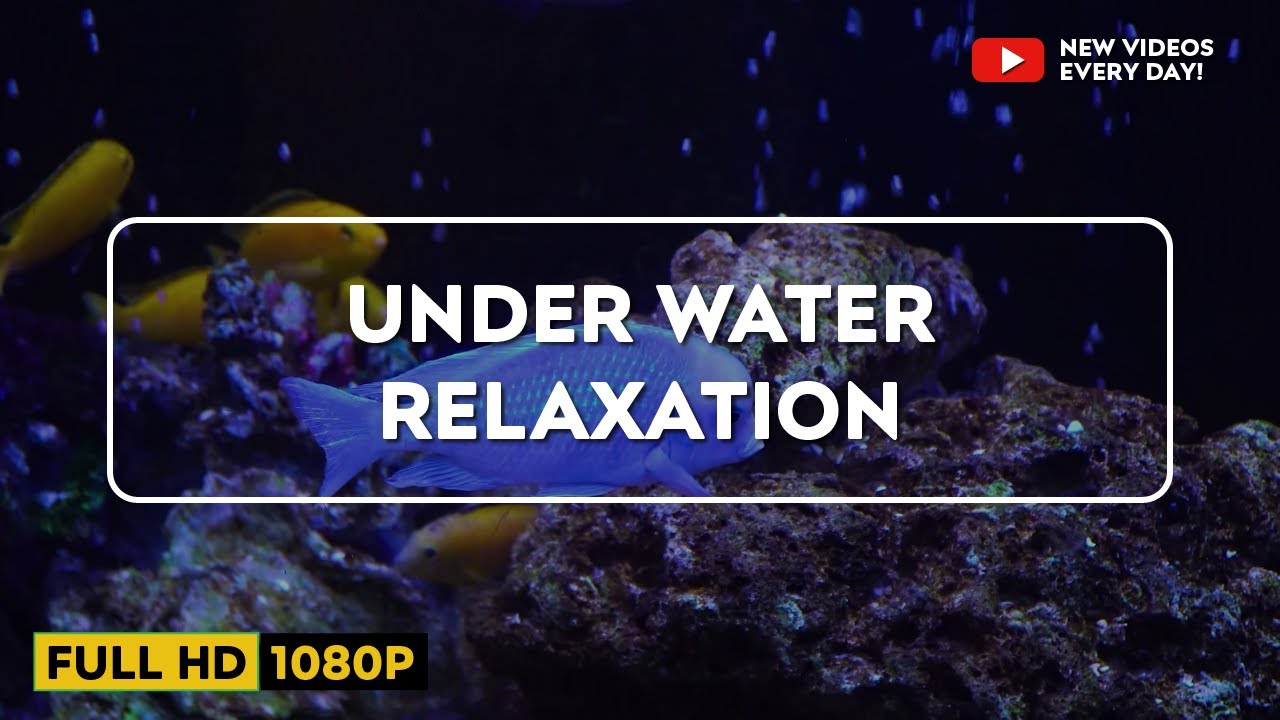 Under Red Sea - Incredible Underwater World - Relaxation Video with ...