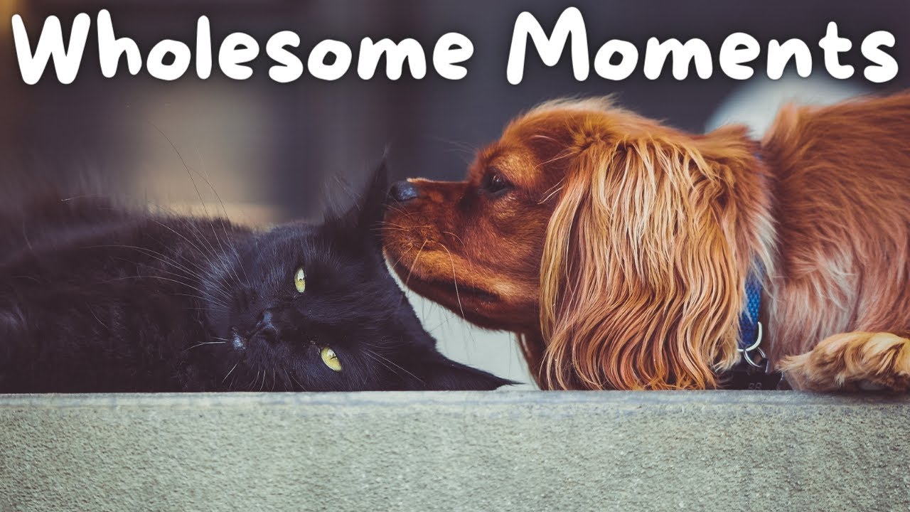 This Is Why CATS Hate DOGS 🤣 | Wholesome Moments - YouTube