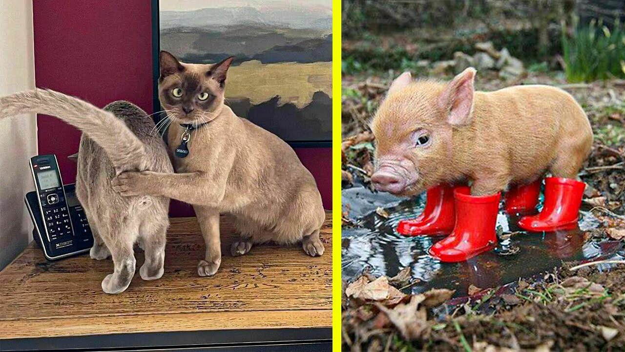 Hilarious Snaps Unveiled: Surprising and Amusing Pics Shared on This ...