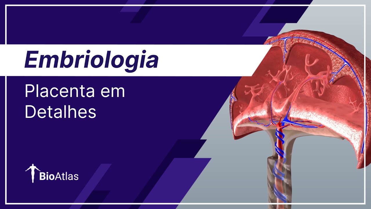 Placenta em Detalhes | Embriologia | BioAtlas - YouTube