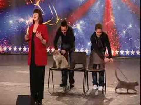 Britains got talent - Cats - YouTube