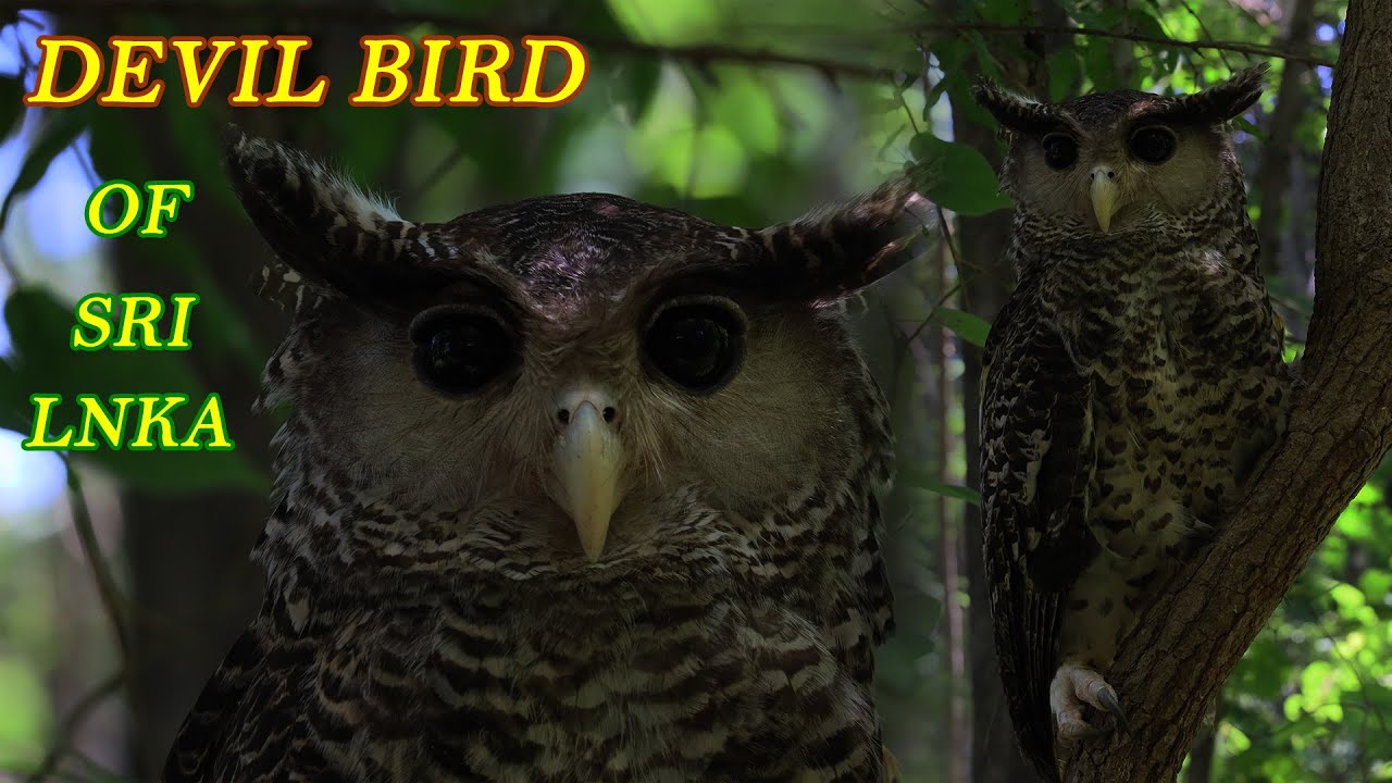 The Devi birds of Sri Lanka # wild life animal - YouTube