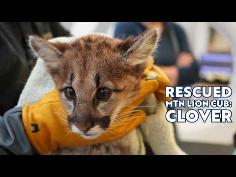 New rescued mountain lion cub: Clover