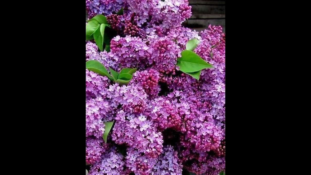 ,,იასამანი" კარაოკე ,,Iasamani" Karaoke - YouTube