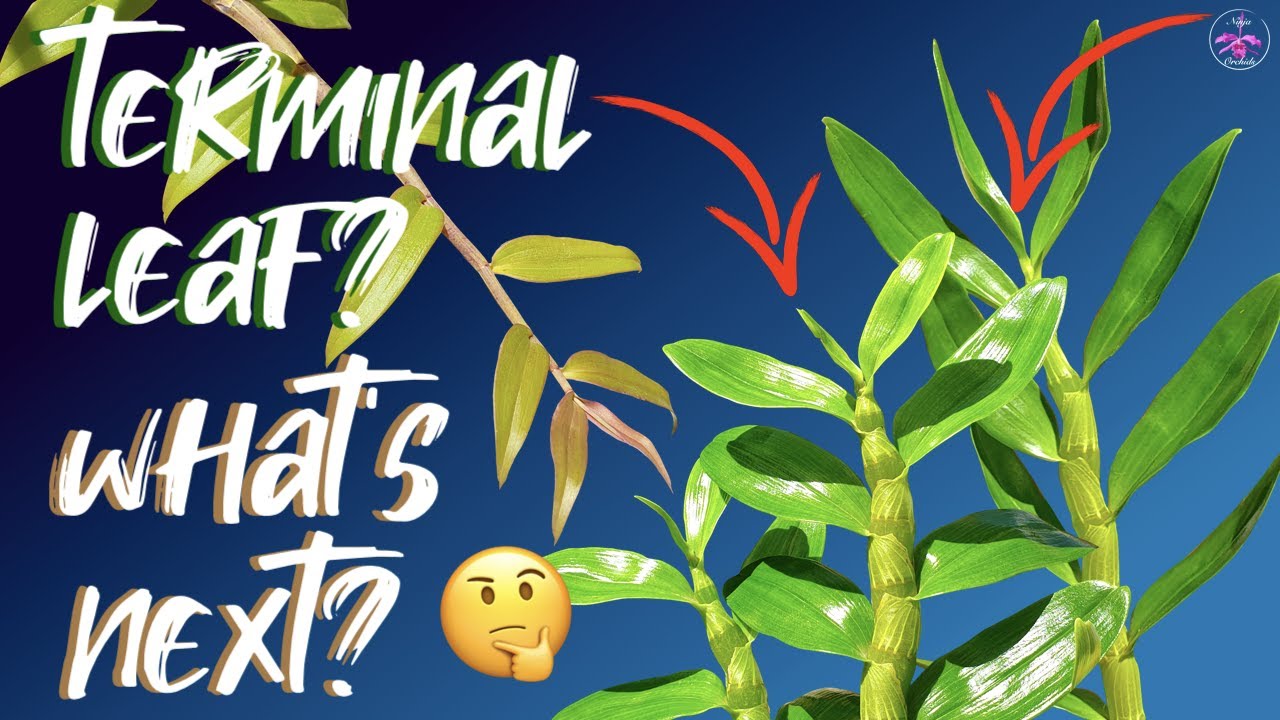 Terminal Leaf? Deciduous Semi Deciduous Dendrobiums CARE | What to do ...