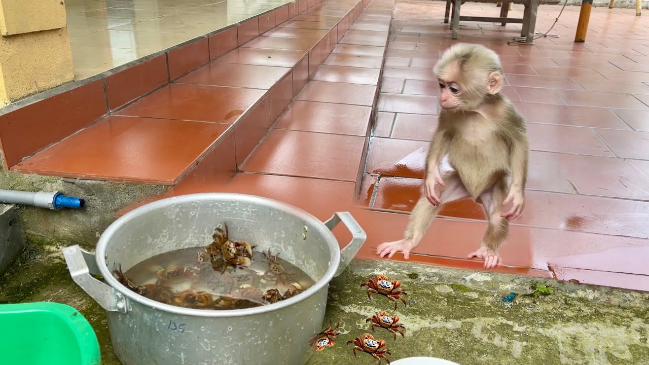 Baby monkey Abi was excited when he saw the crab - YouTube