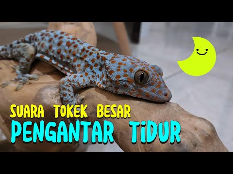 Anak Rewel Langsung Tidur Dalam 3 Menit | Suara Tokek Pengantar Tidur