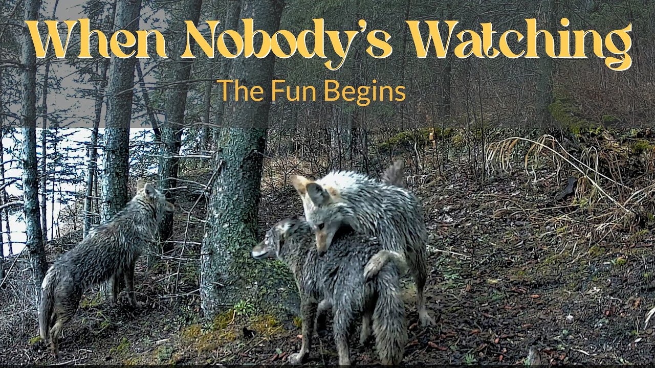 Coyotes Playing a Game of Chase - Trail Cam Footage - YouTube