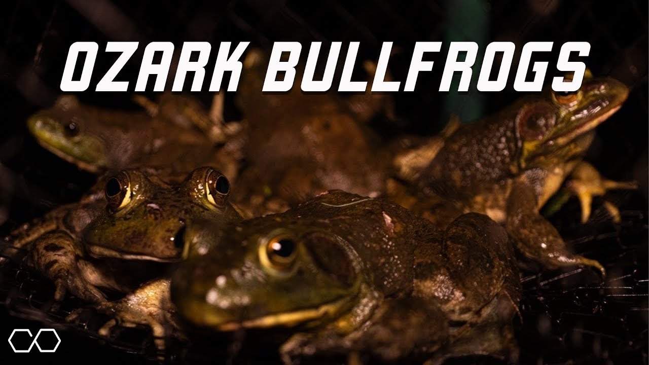 Bull frog catch & cook - YouTube