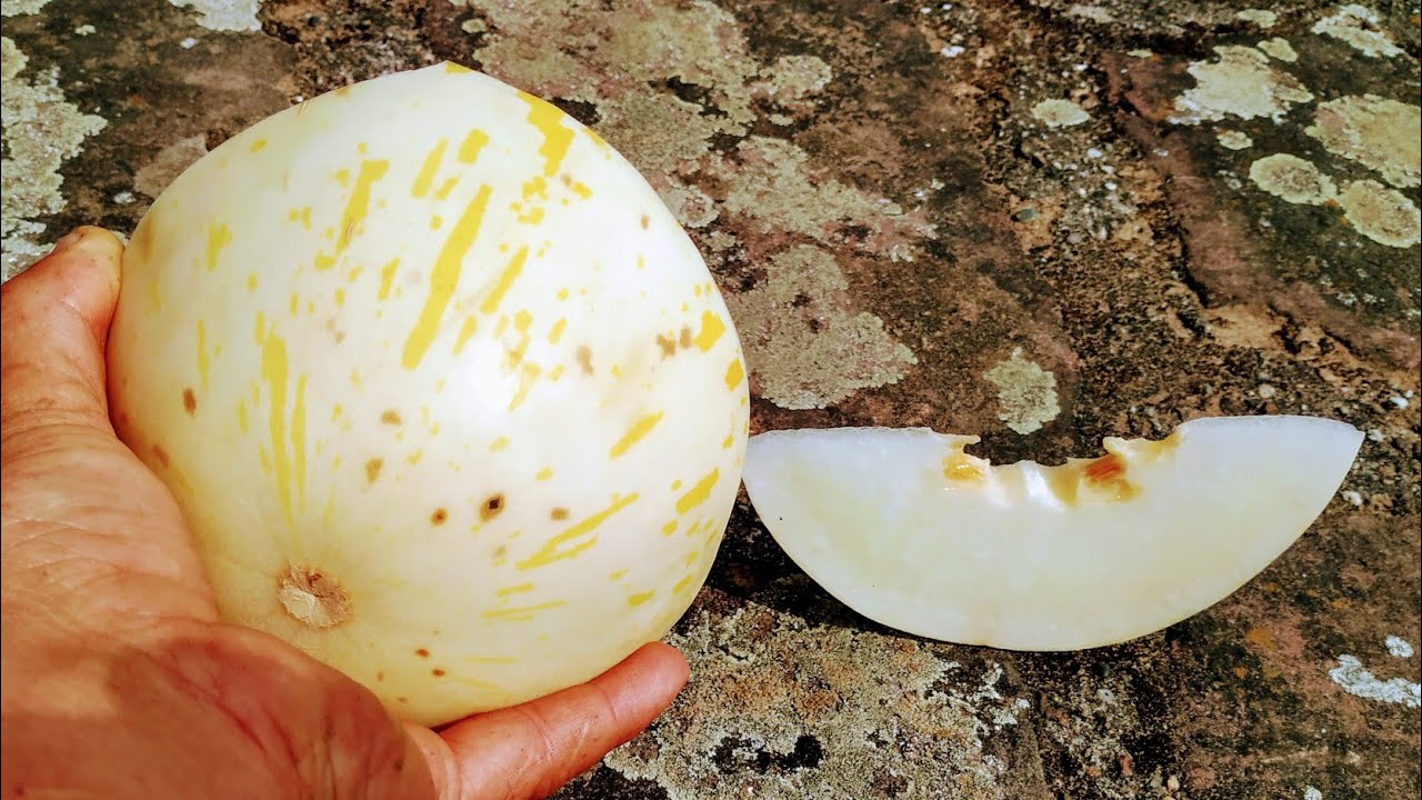 Snowball Melon (Cucumis melo) - YouTube