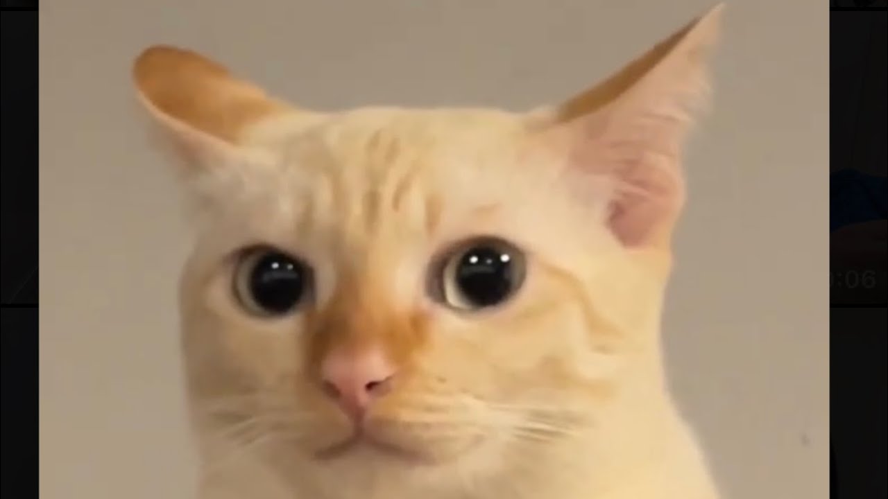 Funniest cats ever - Best cats moment 😻- Part 10 - YouTube