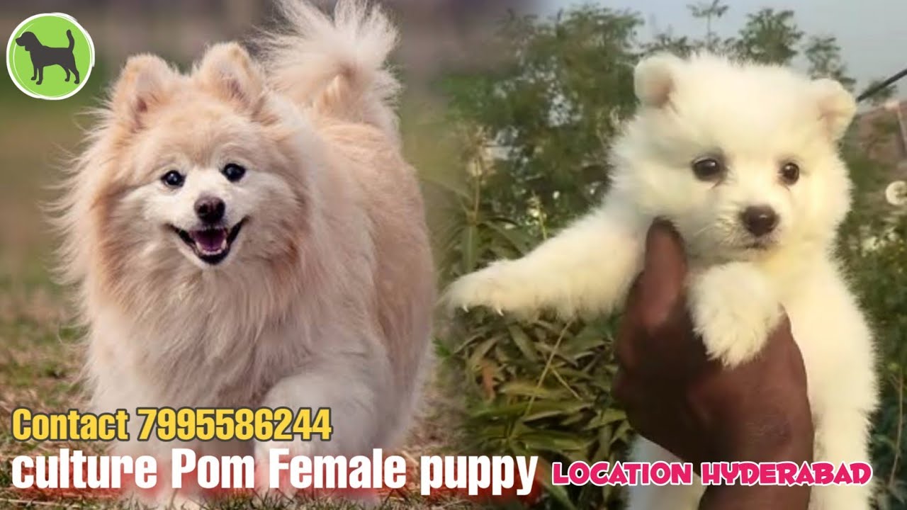 Culture Pom Puppy For Sale || Culture Pomeranian Sale || Rottweiler ...