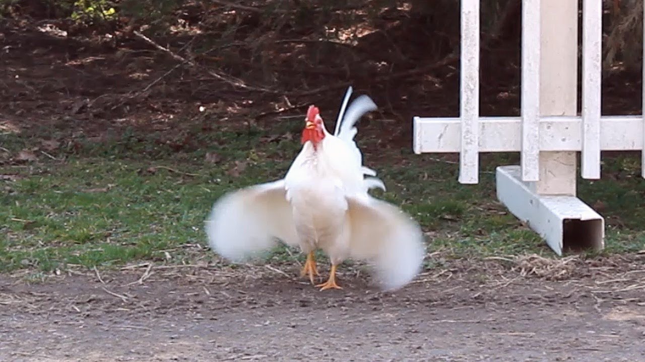 Japanese Bantam Rooster Crow Call - YouTube