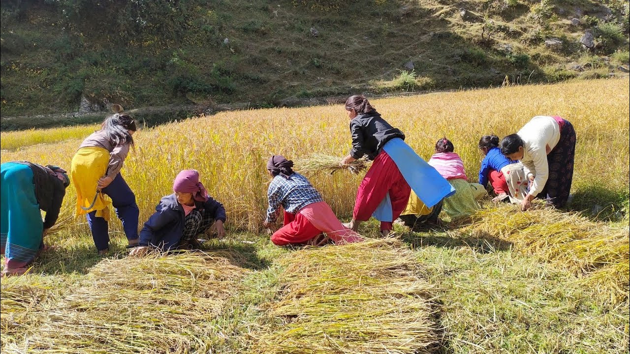 Nepali Mountain Village Life | Rural Village Life | Nepal🇳🇵| Rice ...