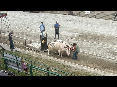Bull pulling bridgewater - YouTube