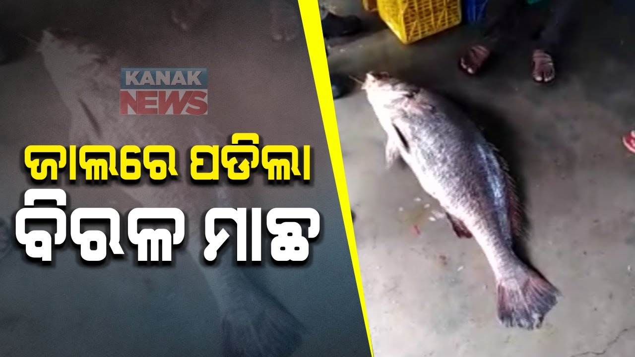 Rare Fish Caught Off Odisha Coast Sold At Whopping Rs 4 Lakh - YouTube