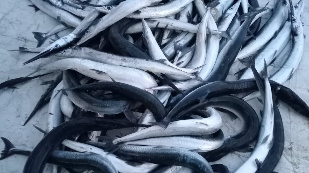 NETFISHING BORACAY TAMBILAWAN or BALO - YouTube