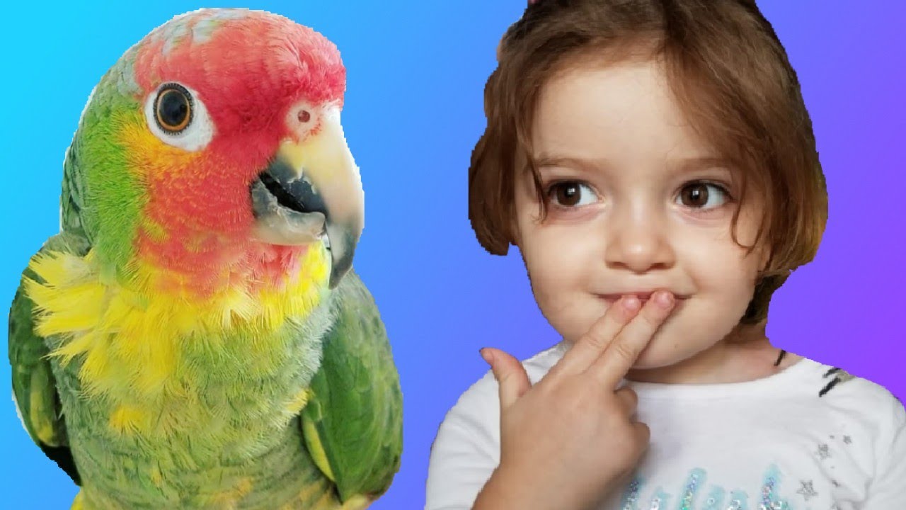 An Update On How My Bird Leo is Doing! | My Amazon Parrot loves kids ...