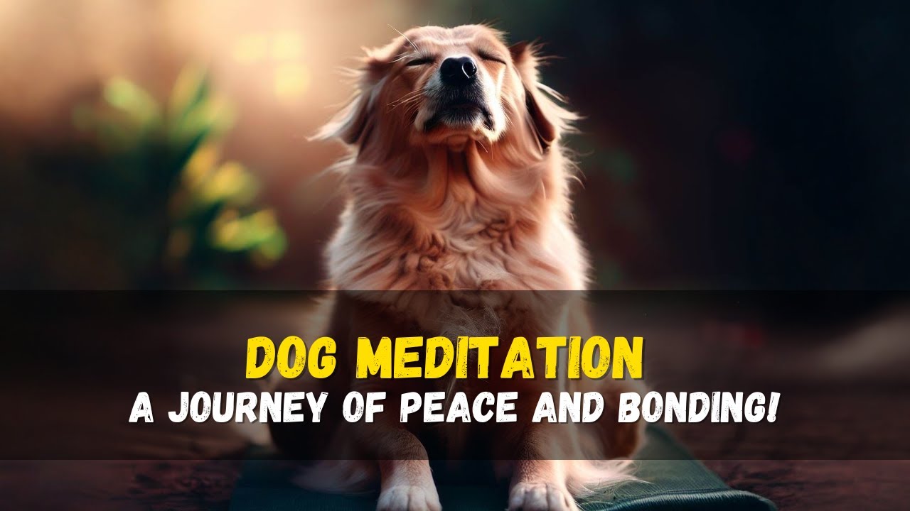 Dog Meditation - Dog Meditation - Peace and Bonding!🐶🧘‍♂️ - YouTube