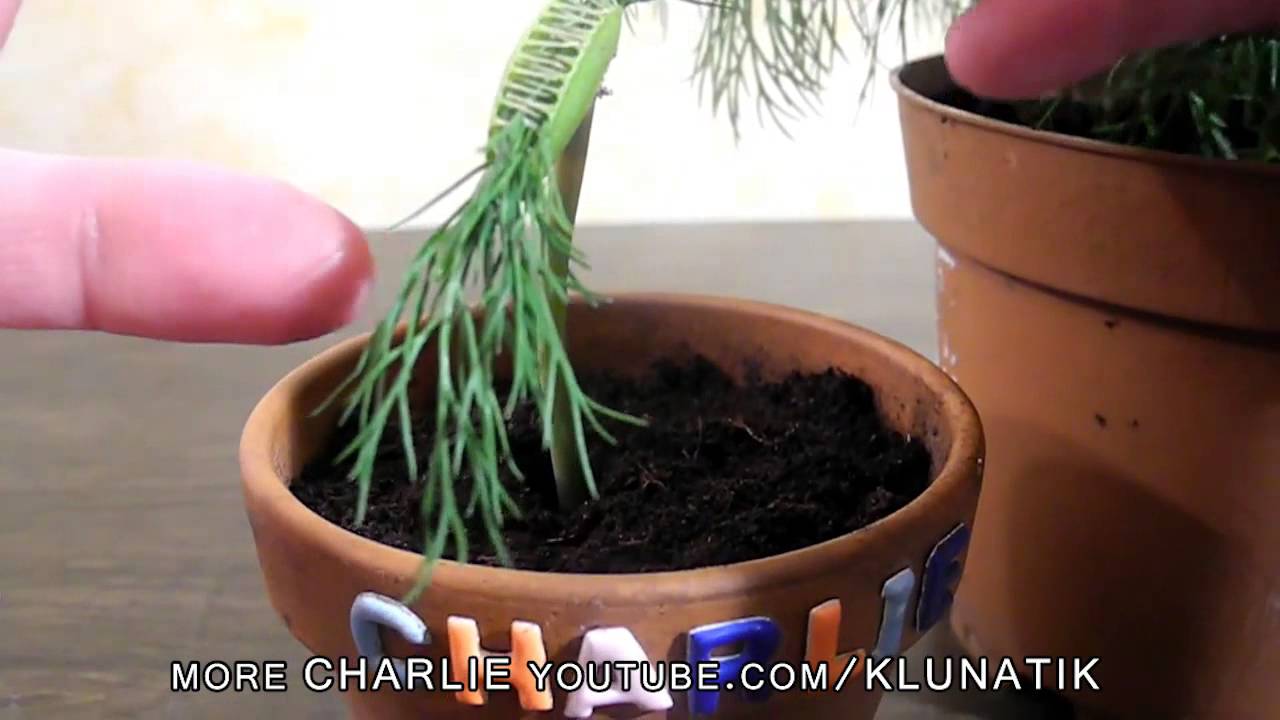 Charlie vs Dill - YouTube