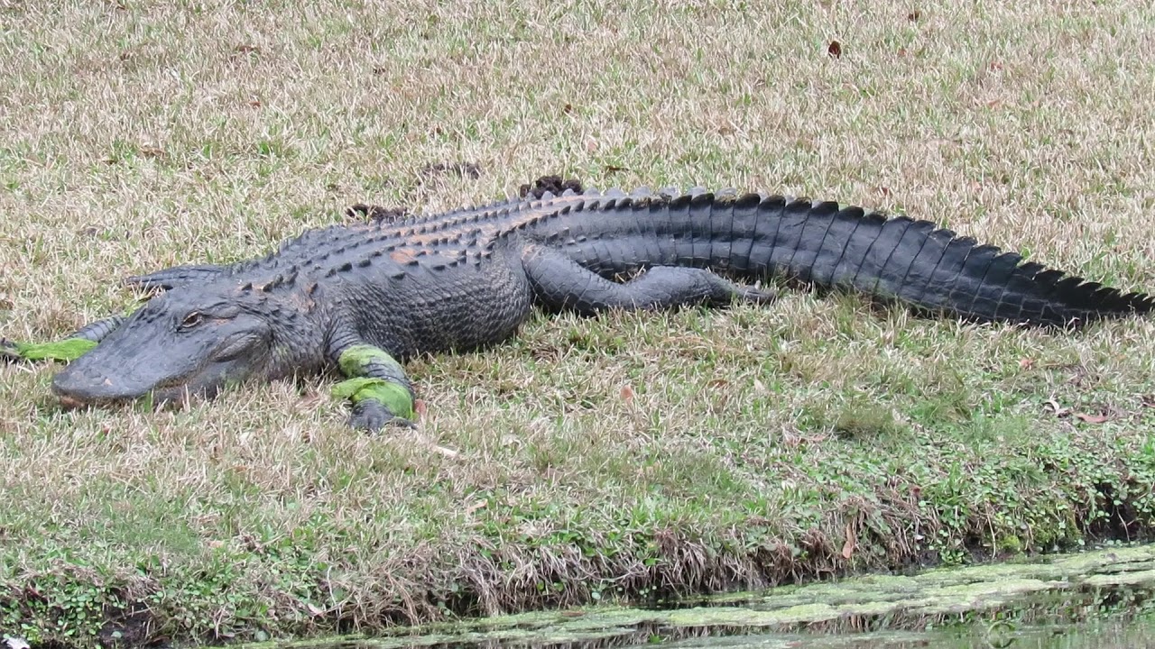 Male Anhinga Dries Wings & Alligator Resting with Algae on Forearms ...