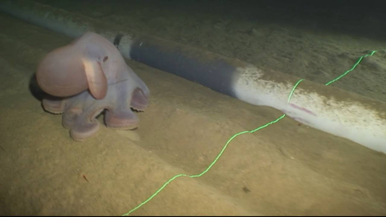 Dumbo Octopus Down Deep - YouTube