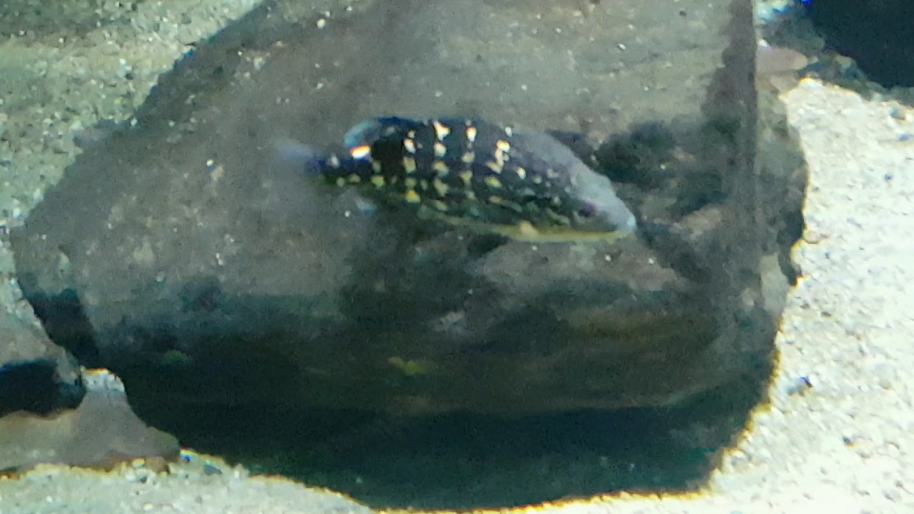 Coal Grunter (Hephaestus carbo) - YouTube