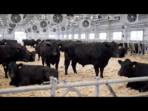 Inside the $20 Billion Wagyu Industry | How Premium Beef Becomes 3 American Favorites