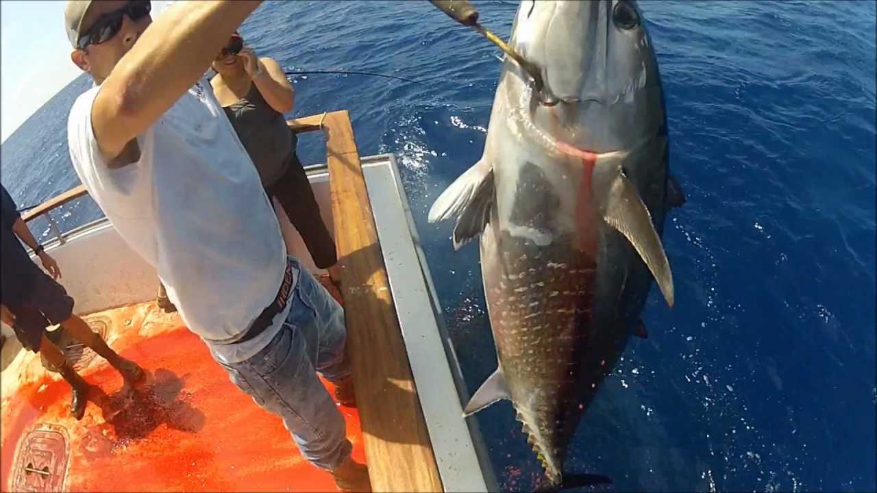 Pacific Dawn Bluefin - YouTube