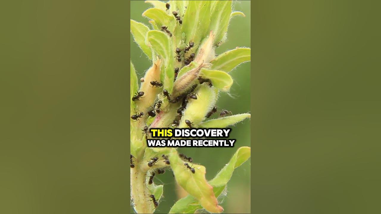 The Quran & the Secret Language of Ants! - YouTube