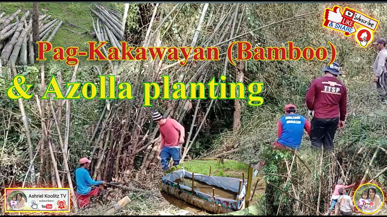 Pag-kakawayan (cutting Bamboo tree) & Azolla planting - YouTube