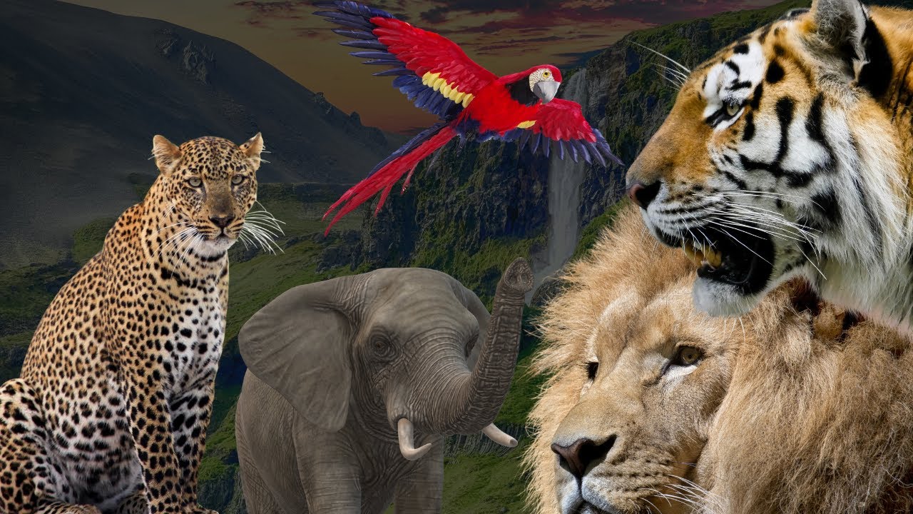Jungle animals - tiger, leopard, lion, elephant, zebra - Animal sounds ...