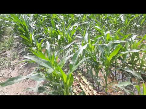 maize varieties in pakistan || corn || maki plant in my field - YouTube
