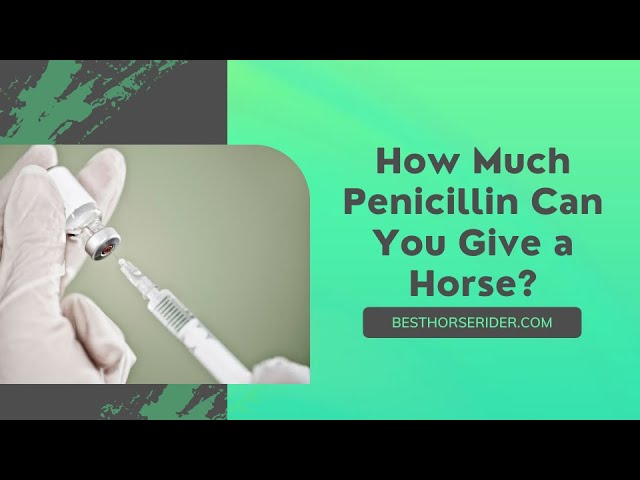 How Much Penicillin Can You Give A Dog Injectable