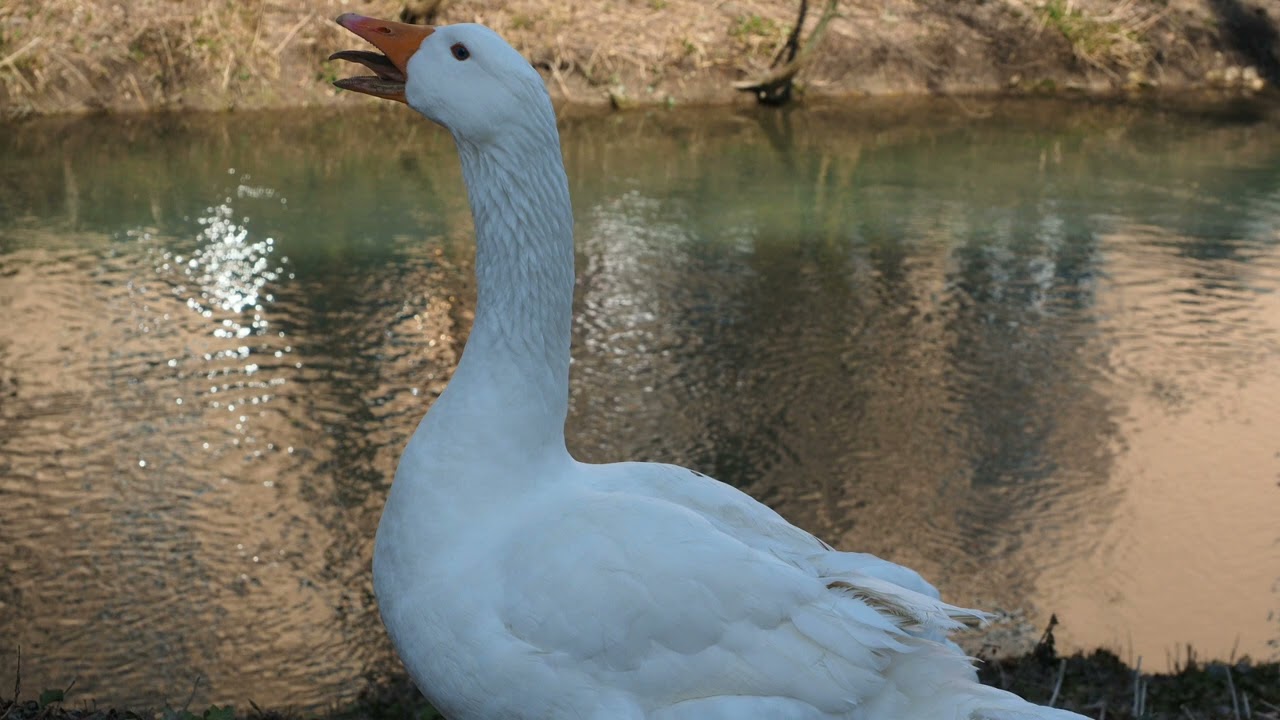 | Goose Sound Effect Free Copyright | Our Pet White Call Duck Quacking ...