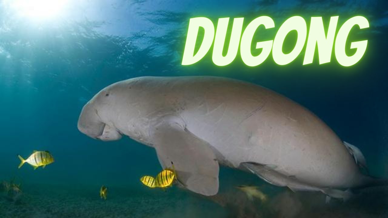 Dugongs: Fascinating Facts and the Urgent Need for Conservation. - YouTube